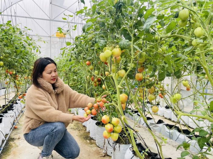 Thái Bình có 2 dự án lọt vào vòng chung kết cấp vùng cuộc thi Phụ nữ khởi nghiệp sáng tạo và ...